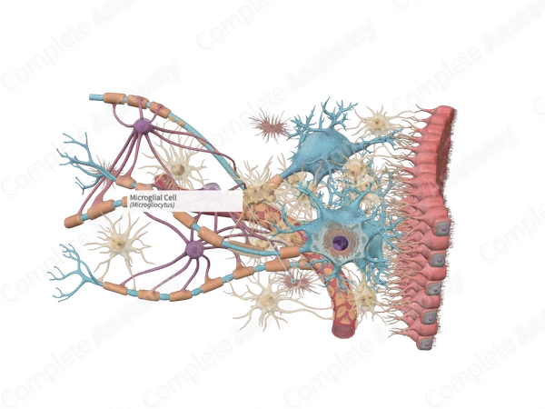 Microglial Cell | Complete Anatomy