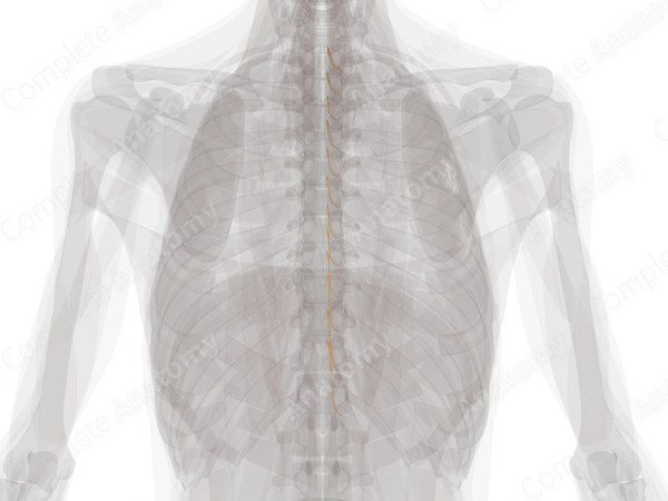Anterior Roots of Thoracic Nerves (Left) | Complete Anatomy