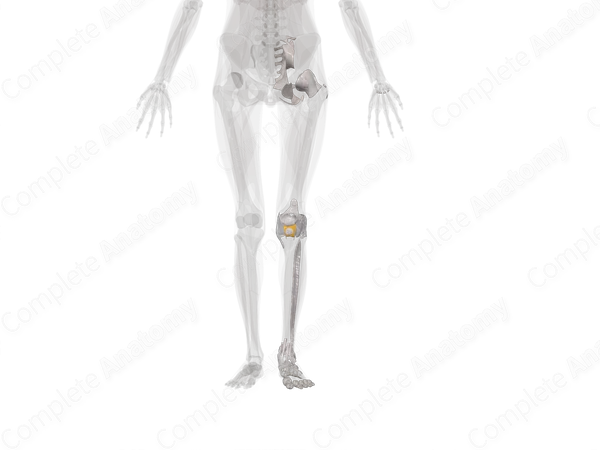 Connective Tissue of Lower Limb (Left) | Complete Anatomy