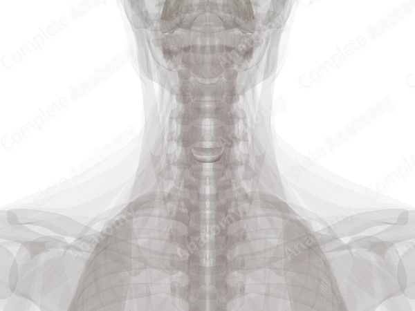 Intervertebral Symphysis (C5-C6) | Complete Anatomy