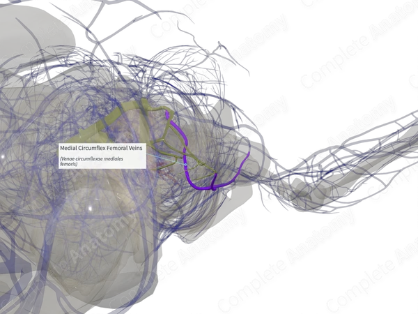 Medial Circumflex Femoral Veins (Right) | Complete Anatomy