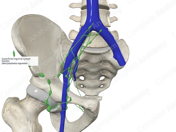 Superficial Inguinal Lymph Vessels | Complete Anatomy