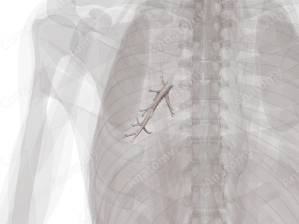 Bronchi of Inferior Lobe of Right Lung | Complete Anatomy
