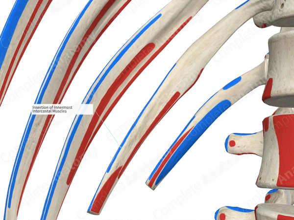Insertion of Innermost Intercostal Muscles | Complete Anatomy