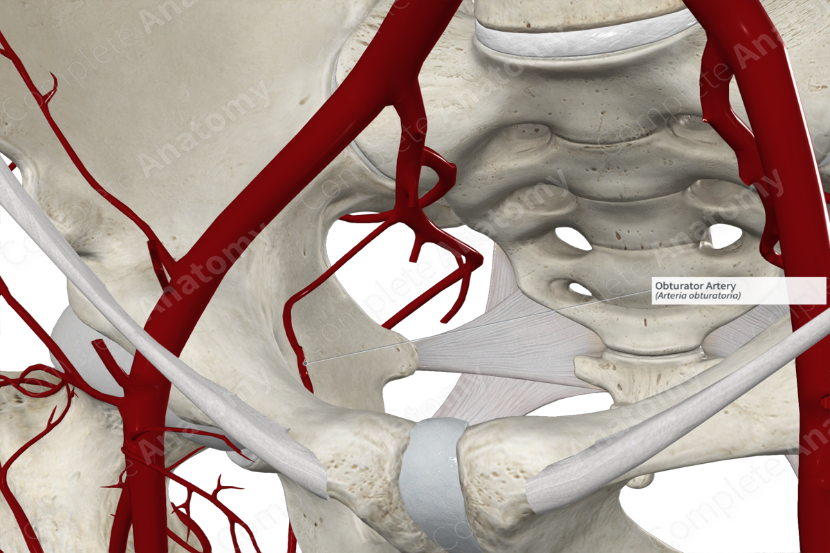 Obturator Artery | Complete Anatomy