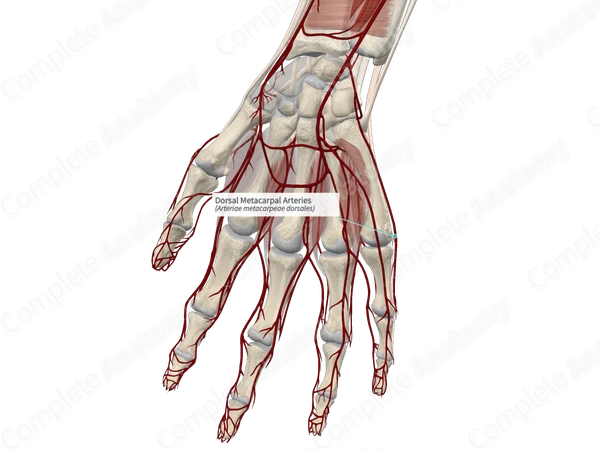 Dorsal Metacarpal Arteries | Complete Anatomy