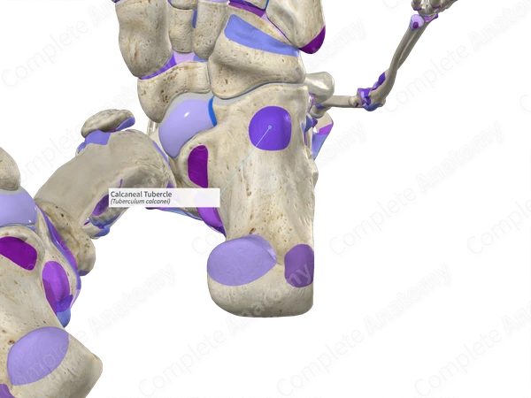 Calcaneal Tubercle | Complete Anatomy