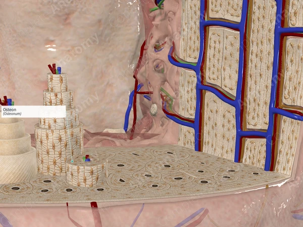 Osteon | Complete Anatomy