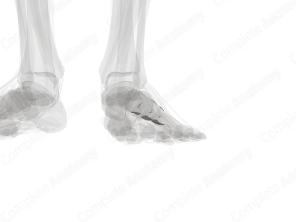 Intermetatarsal Joints (Left) | Complete Anatomy
