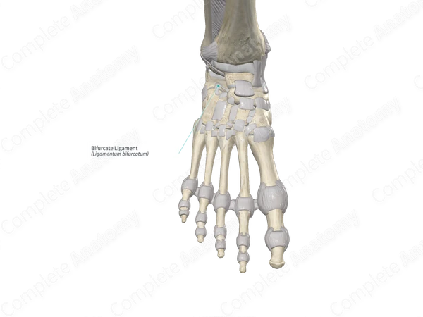 Bifurcate Ligament | Complete Anatomy