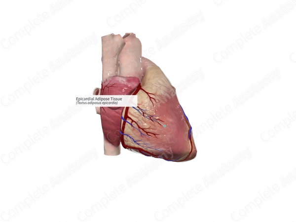 Epicardial Adipose Tissue | Complete Anatomy