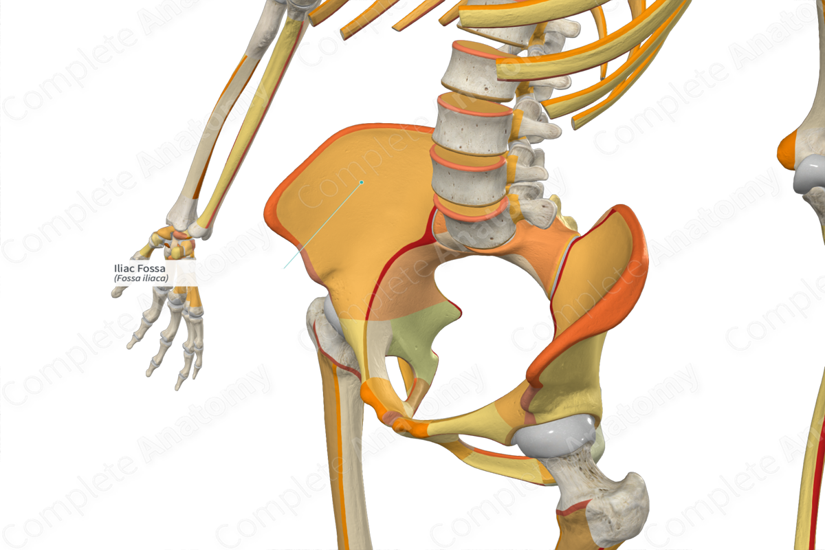 Iliac Fossa | Complete Anatomy