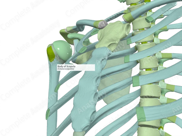 Body of Scapula | Complete Anatomy