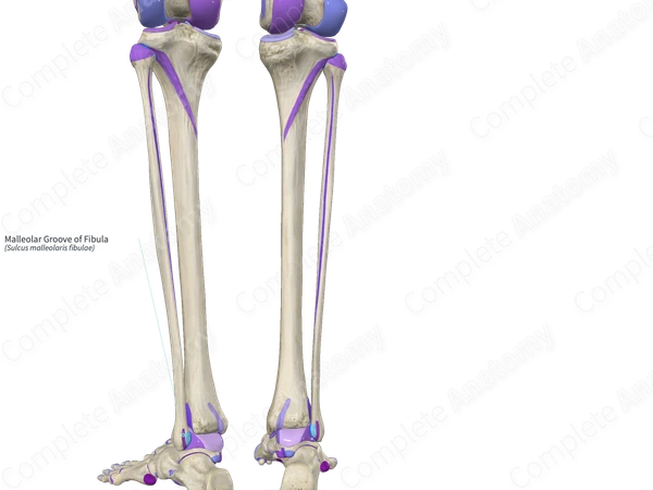 Malleolar Groove of Fibula | Complete Anatomy