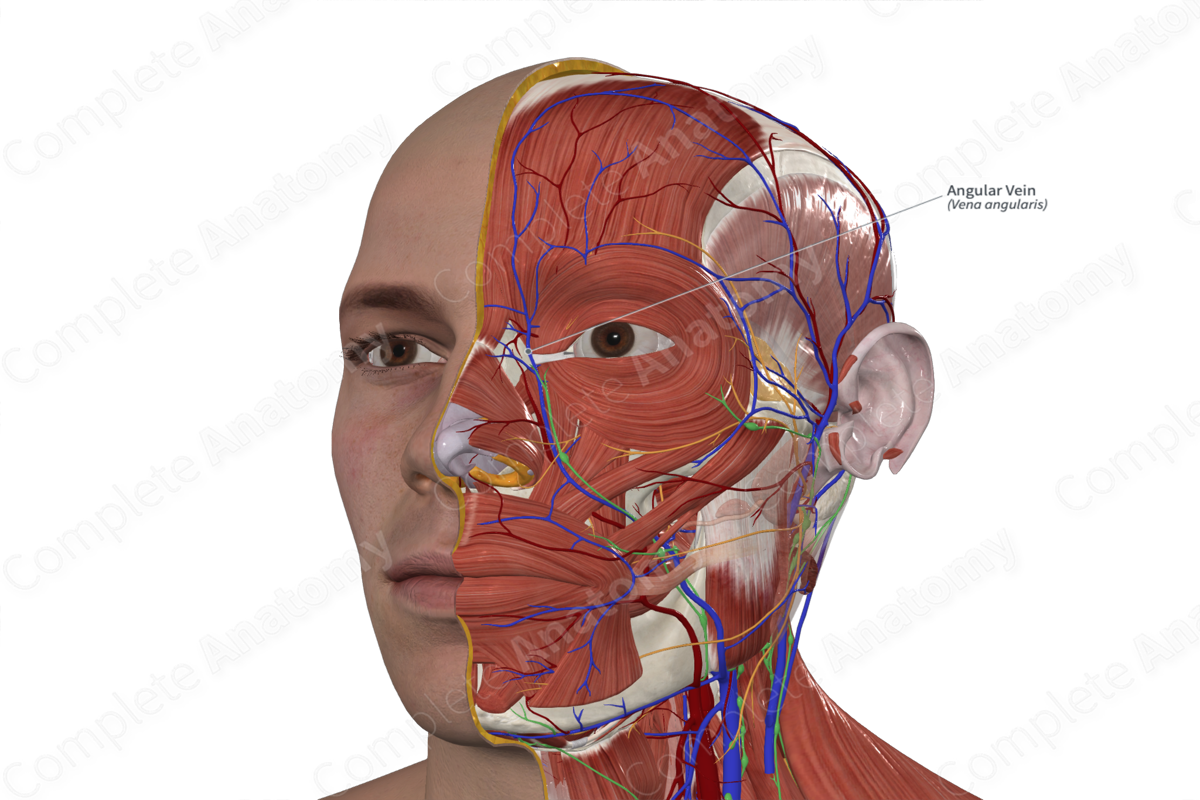 Angular Vein | Complete Anatomy