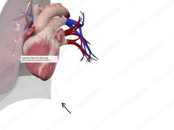 Anterior Vein of Left Lung | Complete Anatomy