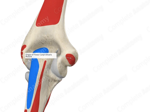 Origin of Flexor Carpi Ulnaris Muscle | Complete Anatomy