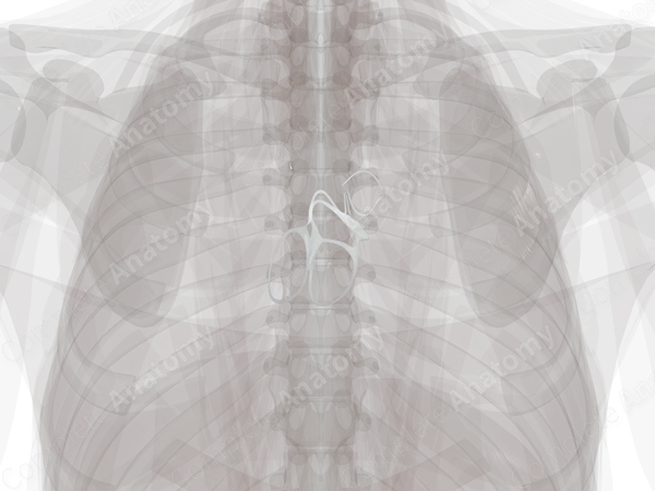 Fibrous Skeleton of Heart | Complete Anatomy