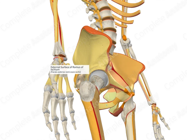 External Surface of Ramus of Ischium | Complete Anatomy
