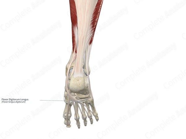 Flexor Digitorum Longus | Complete Anatomy