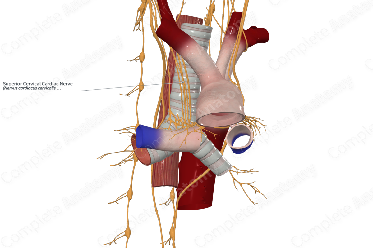 Superior Cervical Cardiac Nerve | Complete Anatomy