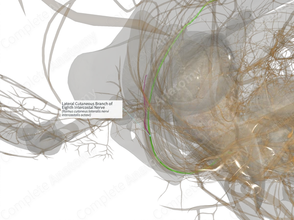 Lateral Cutaneous Branch of Eighth Intercostal Nerve (Left) | Complete ...