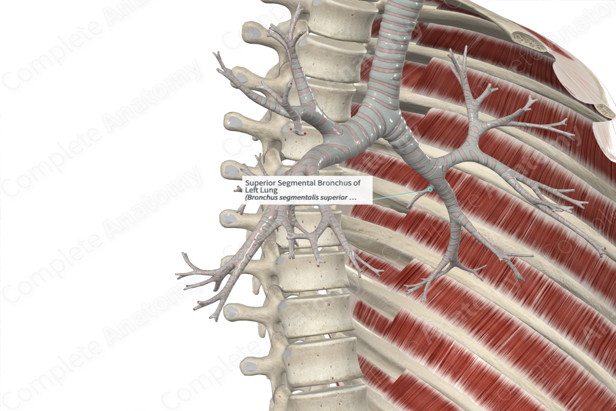 Superior Segmental Bronchus Of Left Lung Complete Anatomy