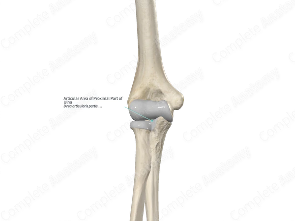 Articular Area of Proximal Part of Ulna | Complete Anatomy