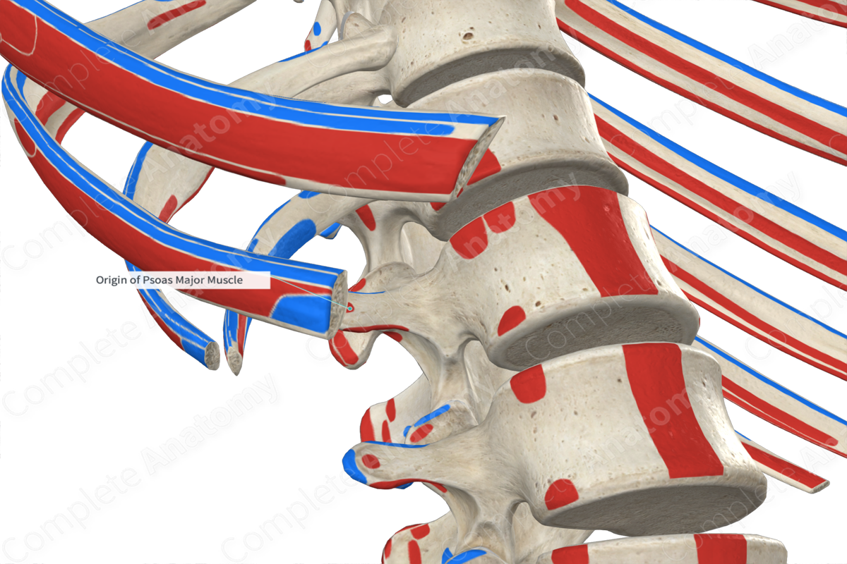 Origin Of Psoas Major Muscle Complete Anatomy