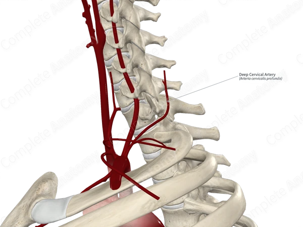 Deep Cervical Artery | Complete Anatomy