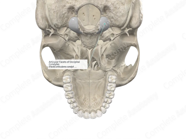 Occipital Condyle Anatomy This Exhibit Depicts The Anatomy Of The