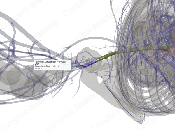 Posterior Circumflex Humeral Vein (Left) | Complete Anatomy