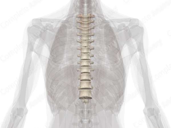 Thoracic Vertebrae | Complete Anatomy