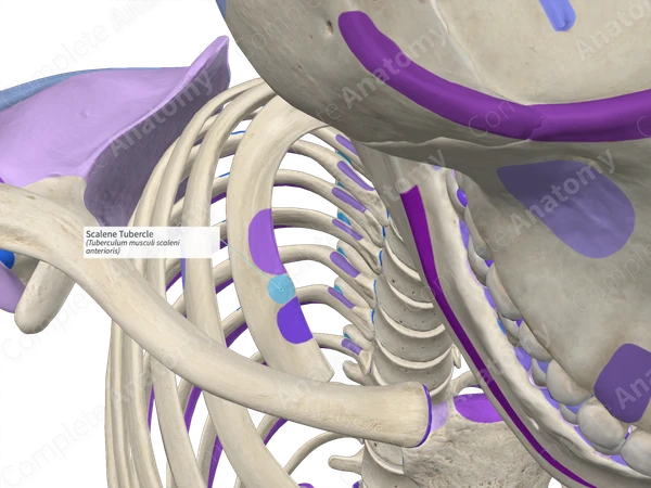 Scalene Tubercle | Complete Anatomy