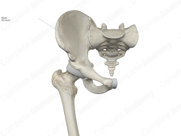 Ilium Anatomi