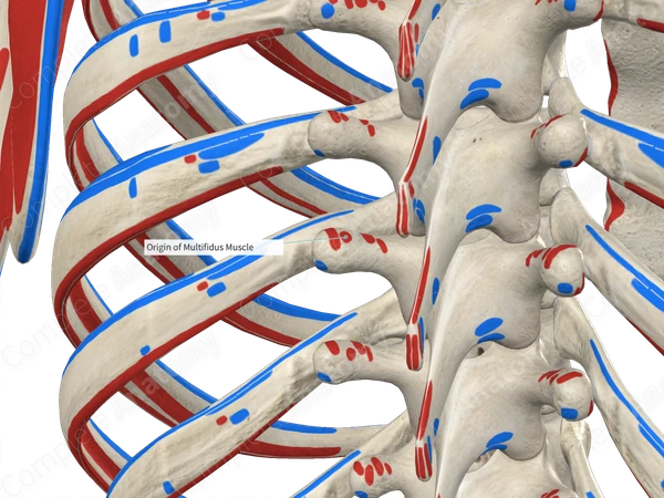Origin of Multifidus Muscle | Complete Anatomy