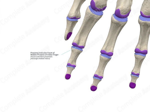 Proximal Articular Facet of Middle Phalanx of Index Finger | Complete ...