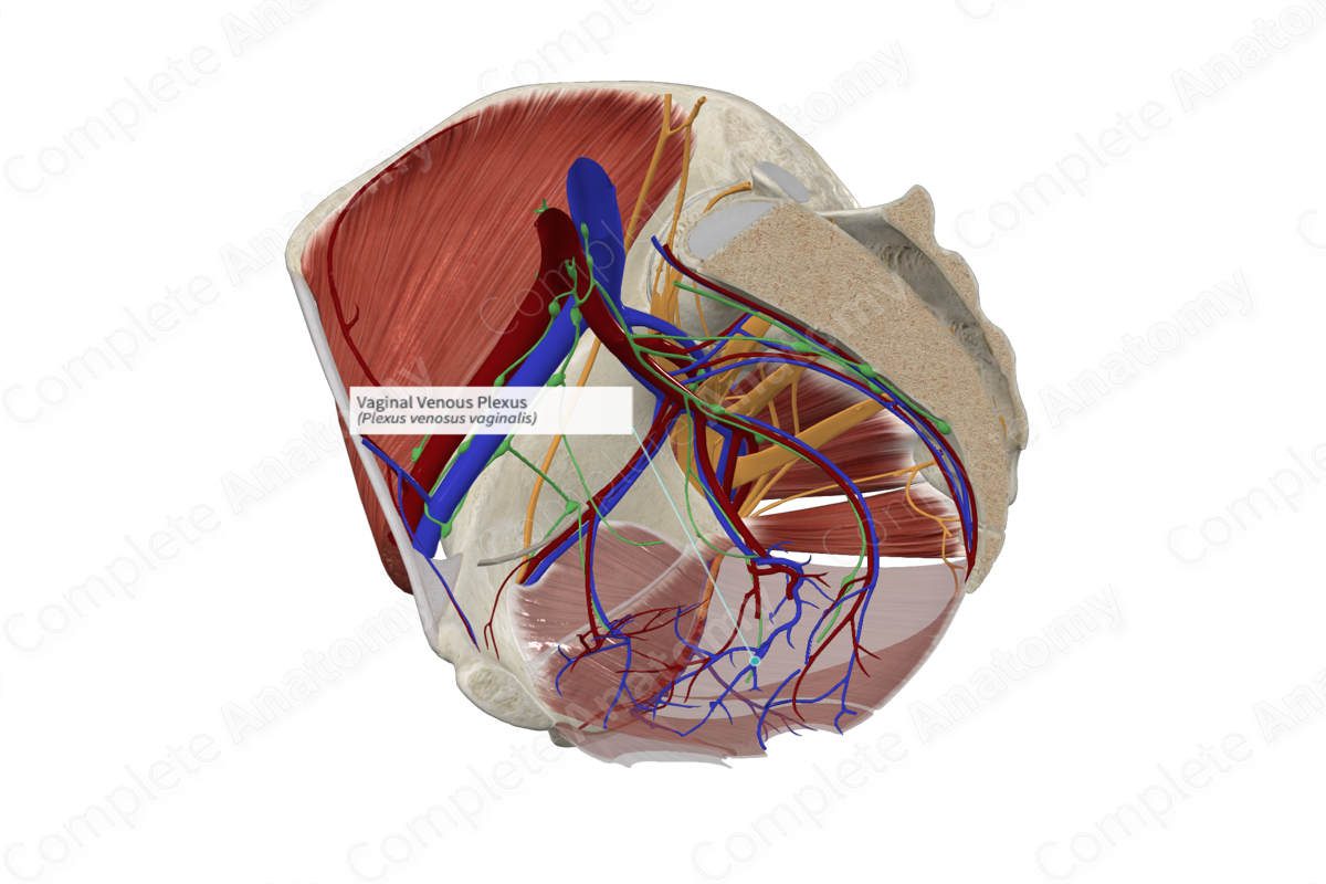 Vaginal Venous Plexus Complete Anatomy