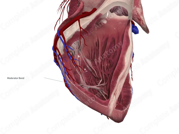 Septomarginal Trabecula | Complete Anatomy