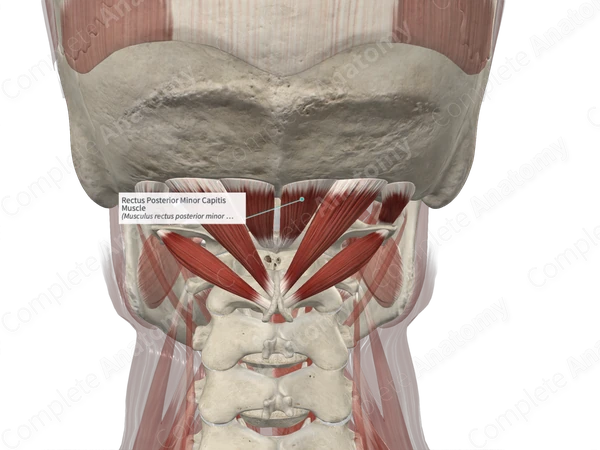 Rectus Posterior Minor Capitis Muscle | Complete Anatomy