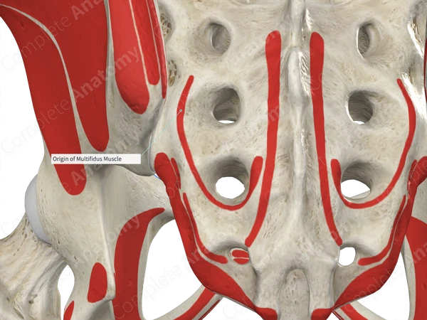Origin of Multifidus Muscle | Complete Anatomy