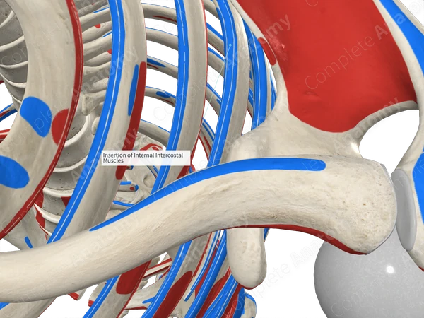 Insertion of Internal Intercostal Muscles | Complete Anatomy