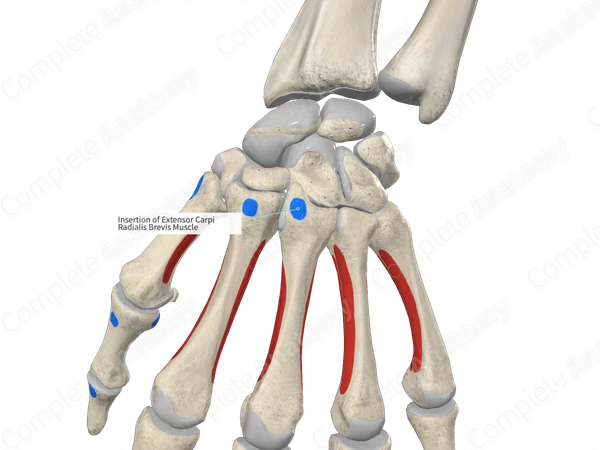Insertion of Extensor Carpi Radialis Brevis Muscle | Complete Anatomy