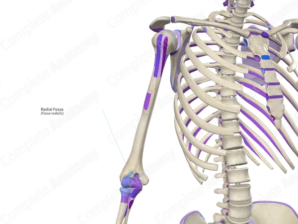 Radial Fossa | Complete Anatomy