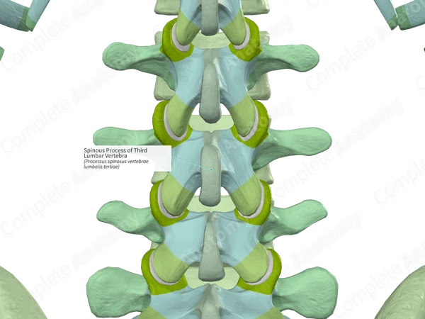 Spinous Process of Third Lumbar Vertebra | Complete Anatomy
