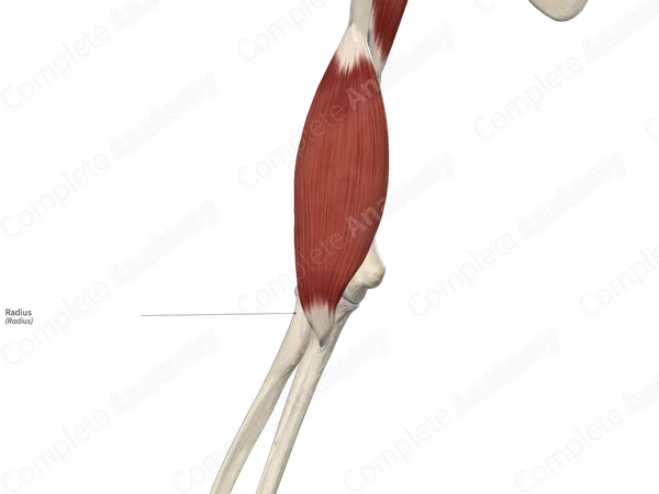 Radius | Complete Anatomy