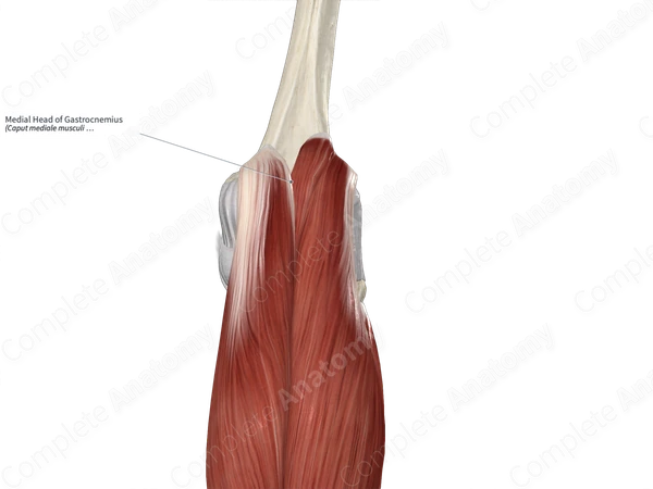 Medial Head of Gastrocnemius | Complete Anatomy