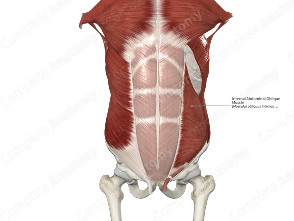 Internal Abdominal Oblique Muscle | Complete Anatomy