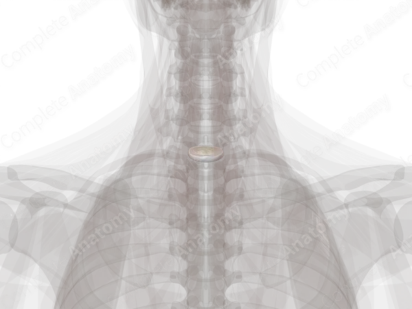 Intervertebral Disc (C7-T1) | Complete Anatomy