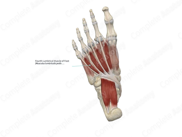 Fourth Lumbrical Muscle of Foot | Complete Anatomy